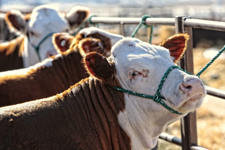 Understanding the Basics: A Beginner’s Guide to Cattle Feed - David ...